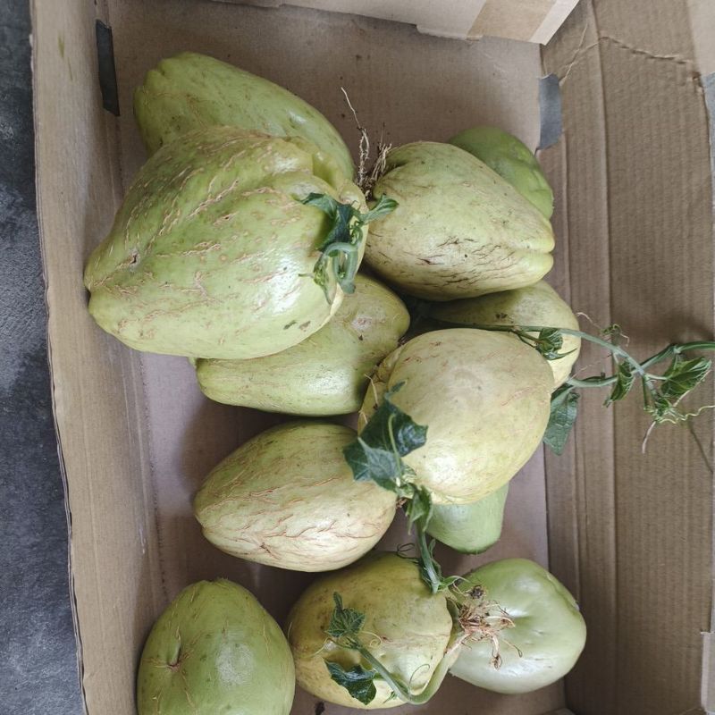 Anak Biji Labu Siam Choyote Seed | Shopee Malaysia