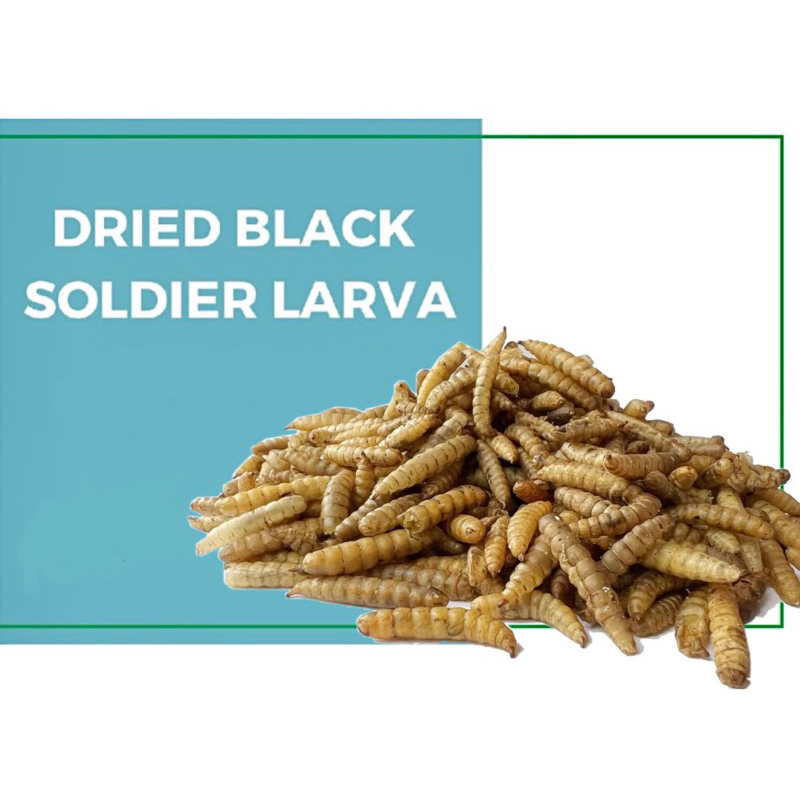 (Pet Food) PREMIUM BSFL Dried Black Soldier Larva 100g-1.2kg makanan ...