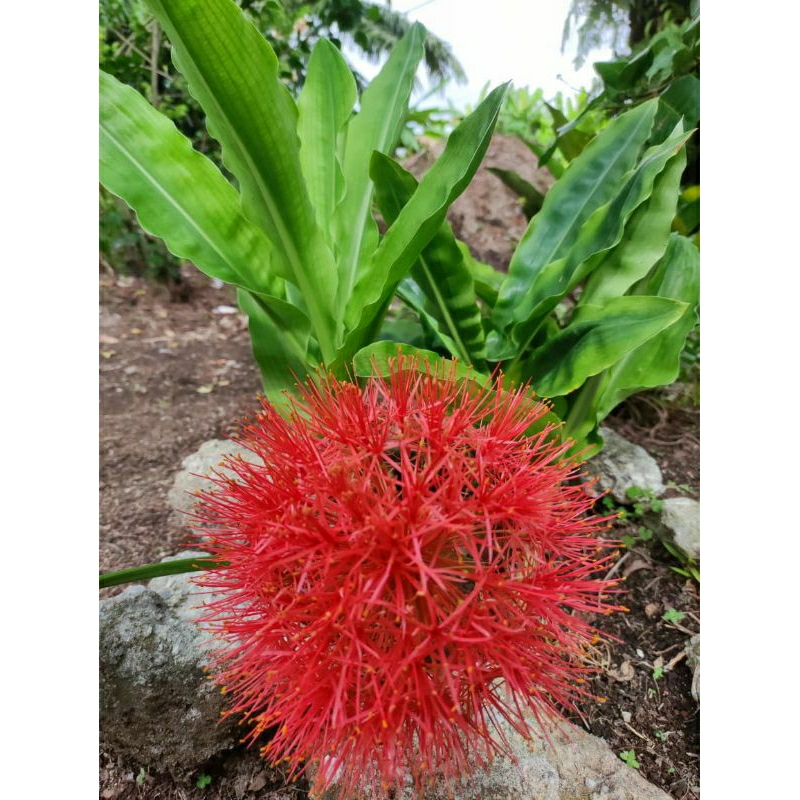 Anak pokok bunga Fireball Lily/bunga Berus | Shopee Malaysia
