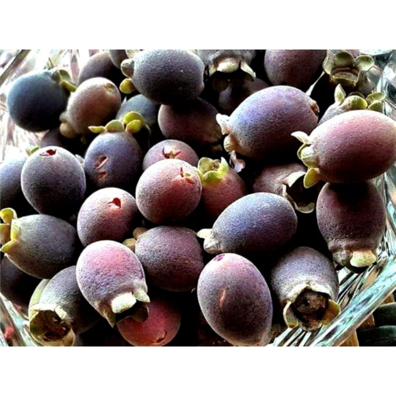 kemunting tut pokok buah | Shopee Malaysia