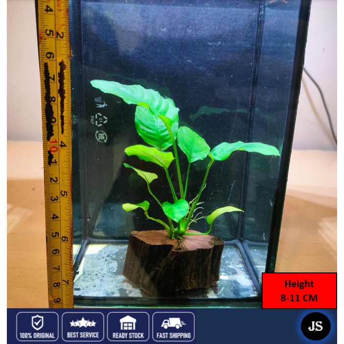 🔥Buy 3 Free 1🔥Anubias, Windelov & Java Fern Aquatic Live Plant (Anubias ...