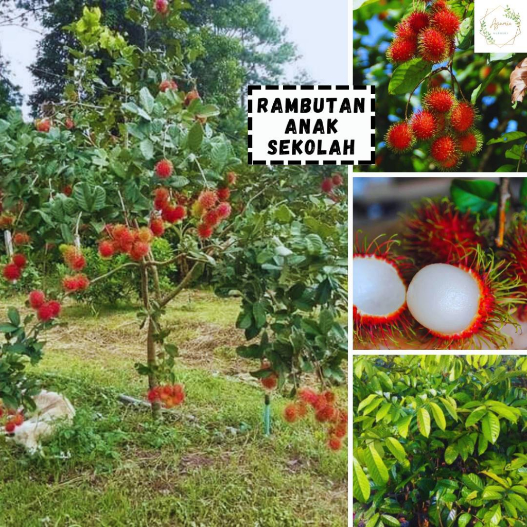 Pokok Rambutan anak sekolah | Shopee Malaysia