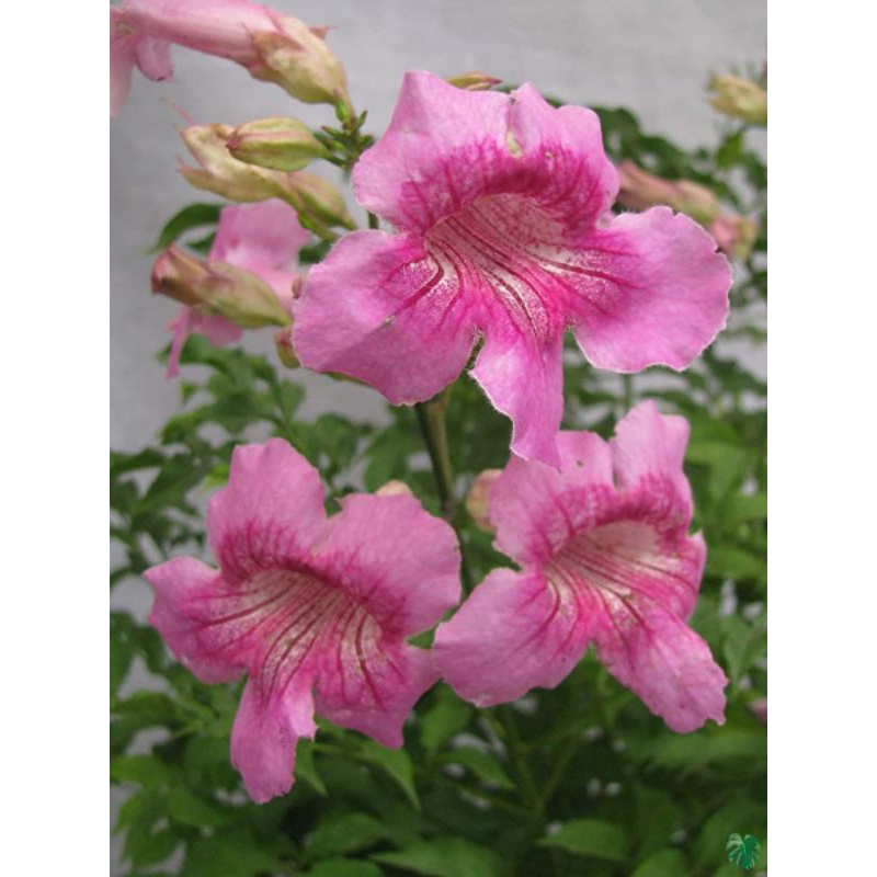 pokok bunga tecoma oren pink kuning / tahan hujan panas | Shopee Malaysia