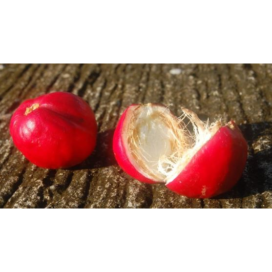 ANAK POKOK MAHKOTA DEWA Phaleria macrocarpa UBATAN TRADISIONAL | Shopee ...