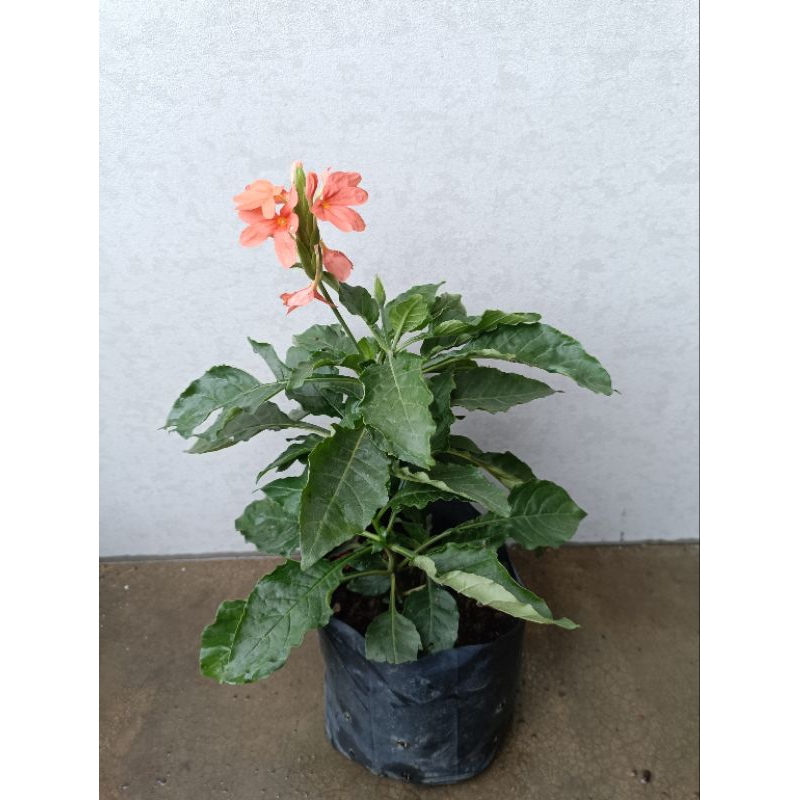 Kanakambaram poo / Chalisa Crossandra (Live plant) | Shopee Malaysia