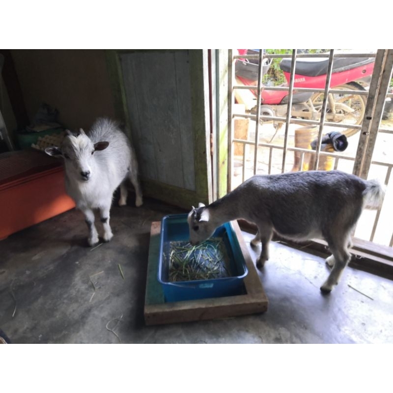 pet anak kambing pygmy(original from Thailand) | Shopee Malaysia