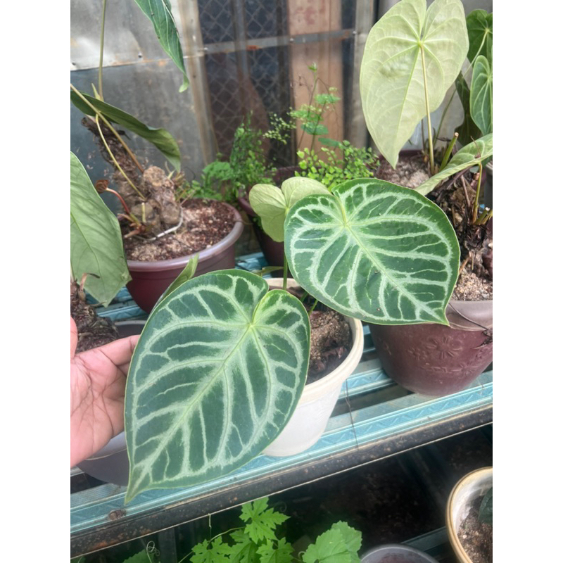 Anthurium Hope money | Shopee Malaysia