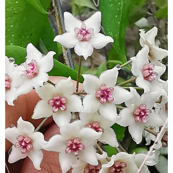 NH** Hoya oblongacutifolia (former H. graveolens) **B wax Plant | Shopee Malaysia