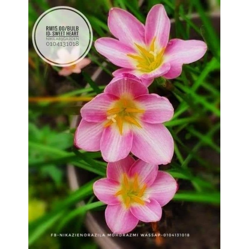 Rain lily kampung dan hybrid Thailand ( tahan panas)direct matahari | Shopee Malaysia