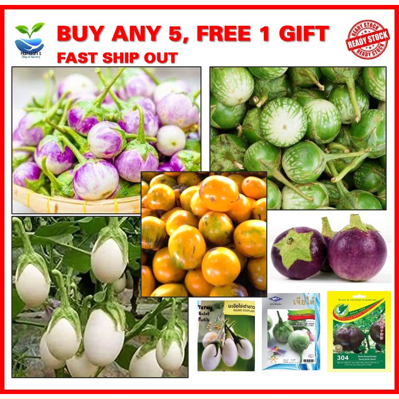 10-30 biji benih TERUNG BULAT HIJAU / UNGU / OREN asam/ PUTIH Ulam ...