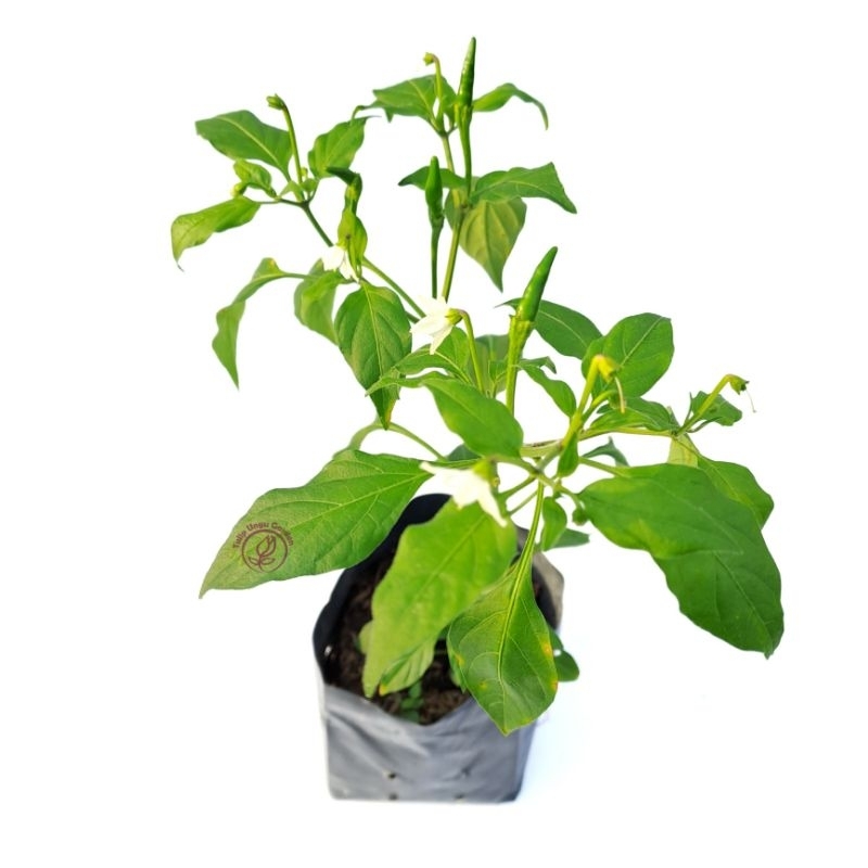 Pokok Cili Api Thailand / Plant Live / Pokok Sayur | Shopee Malaysia