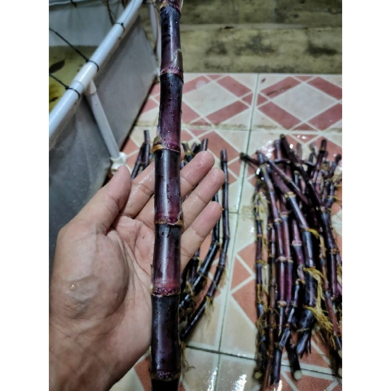 BENIH TEBU HITAM UBAT (ORGANIK) (10 BATANG) | Shopee Malaysia