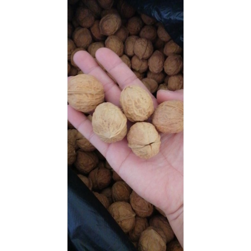 Raw Walnut /Walnut Mentah(belum bakar ) Yang Tahun ini 2023 500g ...