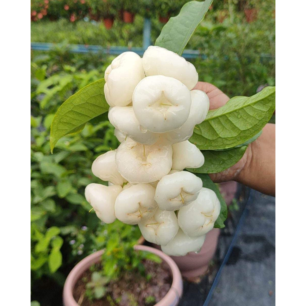 Anak Pokok Jambu Bertih Putih | Shopee Malaysia