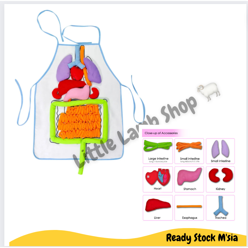 Human Organ Apron /Anatomy Apron Human Body Organ Educational Tool ...