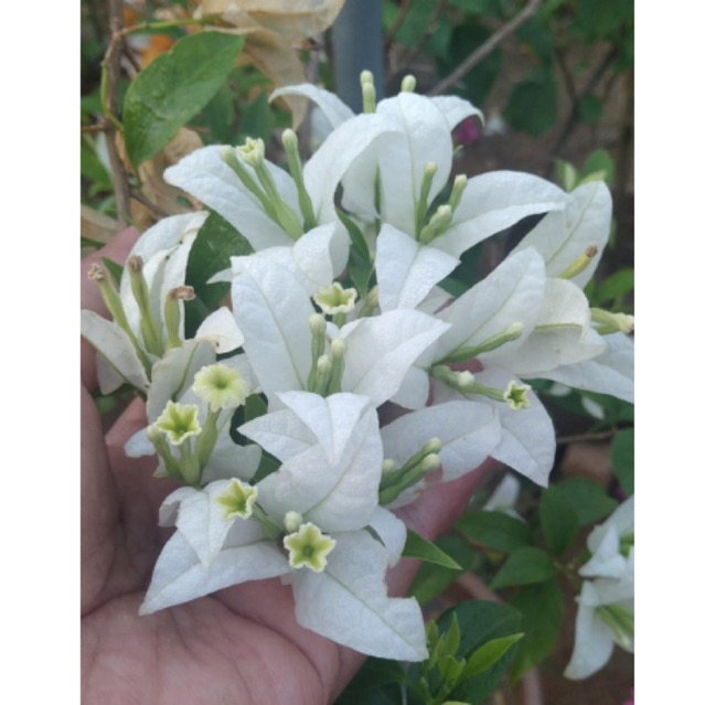 Bunga Kertas Id White Alice | Shopee Malaysia