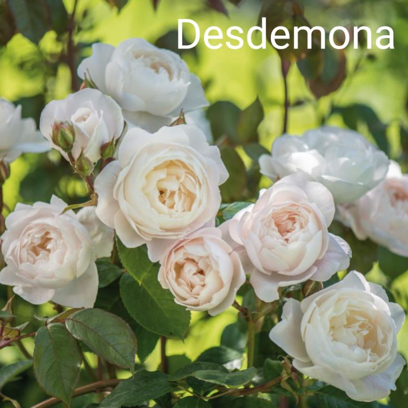 pokok bunga ros hidup ber ID baka hybrid, Tahan Panas, english rose ...
