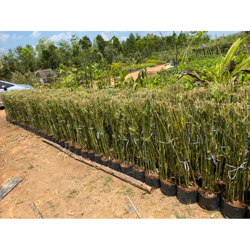 pokok buluh pelenting/buluh pagar | Shopee Malaysia