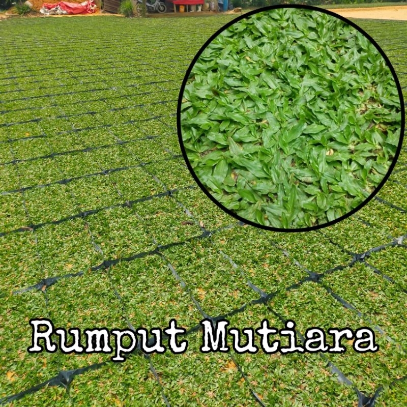 Rumput Mutiara Pearl Grass Rumput hidup | Shopee Malaysia