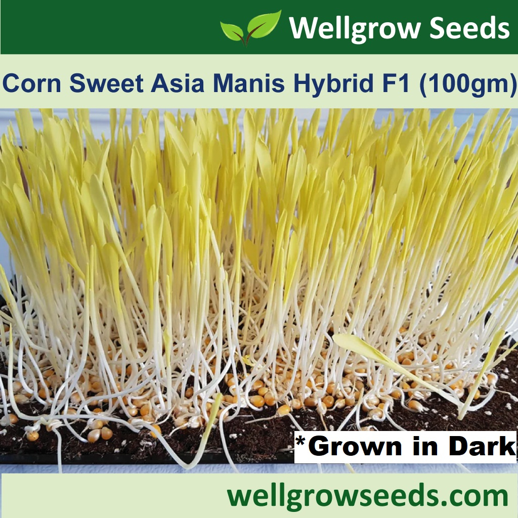 Corn Sweet Asia Manis Hybrid F1 SS932 (100gm) 亚太甜王甜玉米 Vegetable Seeds ...