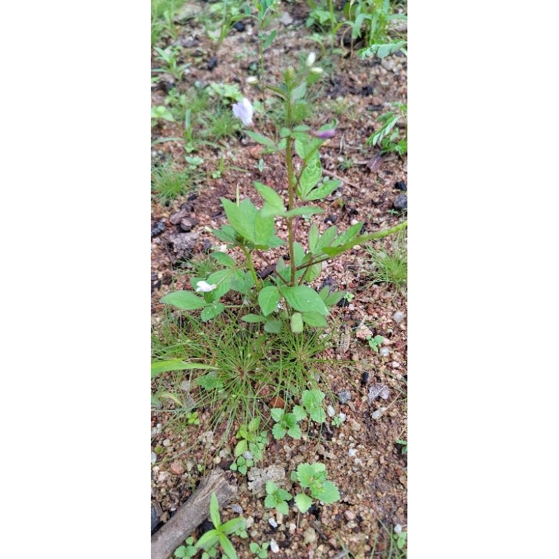 Pokok Maman Kampung (Herba) | Shopee Malaysia