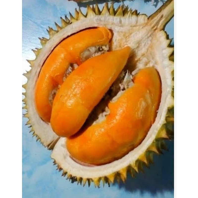 ANAK POKOK DURIAN MANIK URAI (Bunga merah) HYBRID | Shopee Malaysia