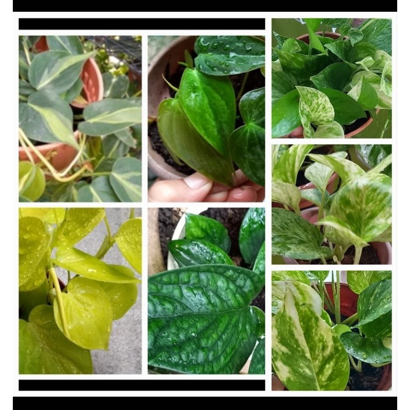 pelbagai pokok separa redup/indoor,money plant,philodendron,alokasia ...
