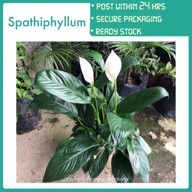 PBN - spathiphyllum - peace lily bunga putih in plastic pot pokok bunga ...