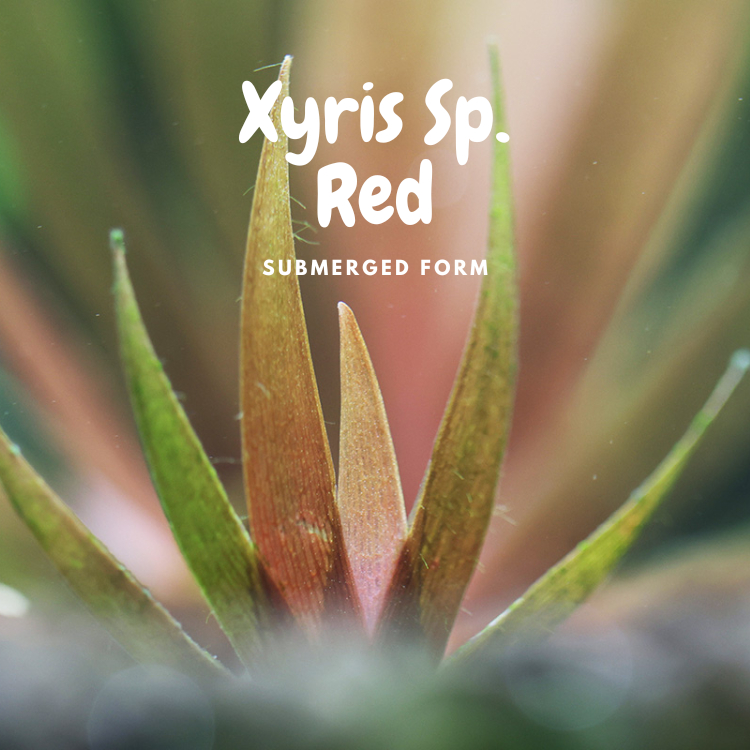 [Aqua Nature] Freshly Uprooted Xyris Drummondii Sp. Red 1 Piece ...