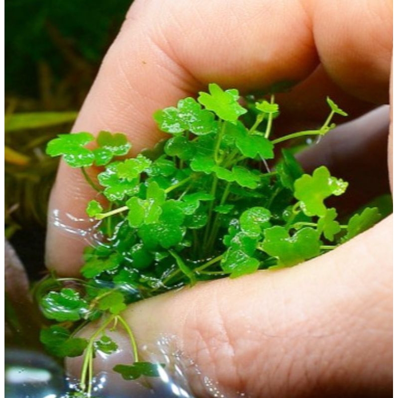 Hydrocotyle triparita | Shopee Malaysia