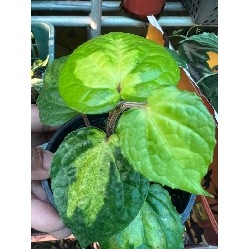 Piper Methysticum Bright Eyes/sireh var | Shopee Malaysia