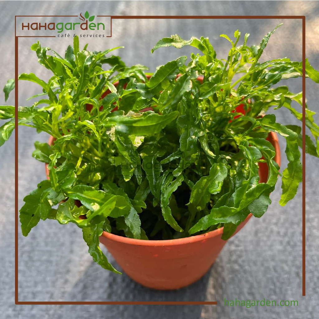 Anak Pokok Tong Mas/ Bola mas/ Euodia Cultivar (LIVE PLANT) | Shopee ...