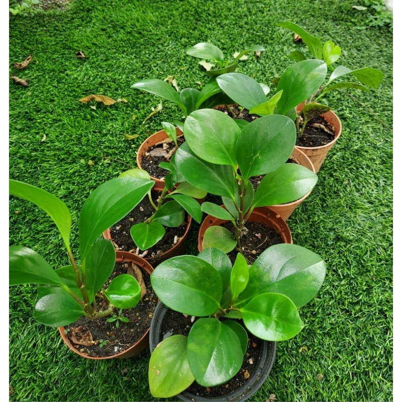 Peperomia (Radiator Plant) **Natural Air Purifier** | Shopee Malaysia