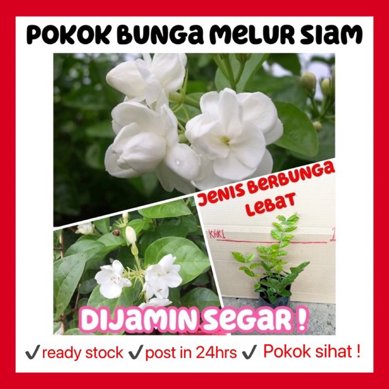 Rina • pokok bunga melur siam • berbau wangi jenis berbunga lebat ...