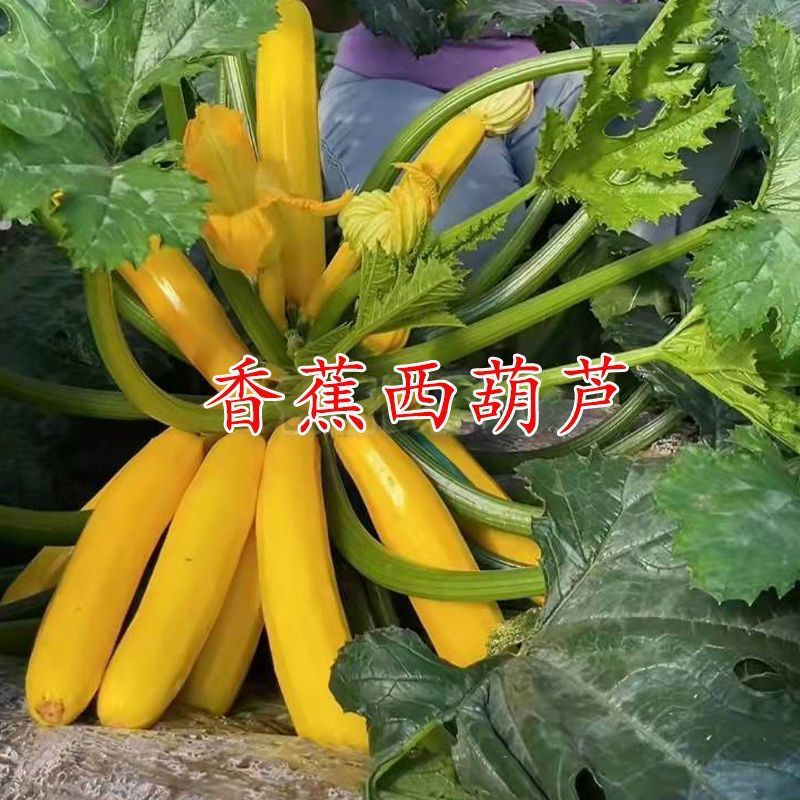 Benih Zukini Kuning (8seeds) /香蕉西葫芦籽/ Golden Squash Zucchini | Shopee ...