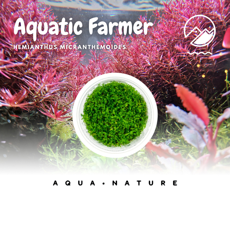 Aquatic Farmer Tissue Culture - Hemianthus Micranthemoides/Pearlweed ...