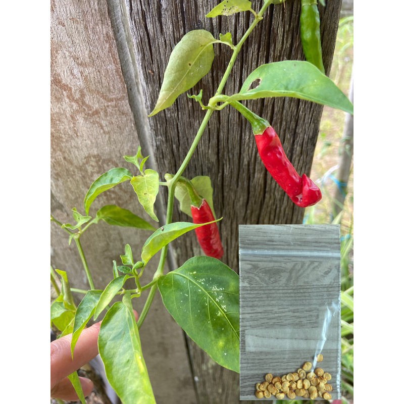 BIJI BENIH Cili besar (big chilli SEED) | Shopee Malaysia