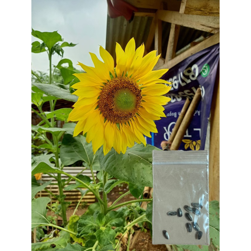Bunga matahari BIJI (Sunflower SEED) | Shopee Malaysia