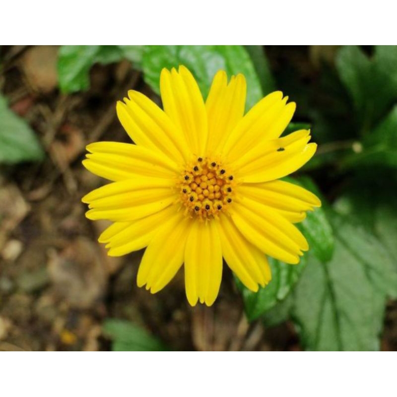 ( CLEARANCE: BUY 1 FREE 4)Creeping ox-eye (Sphagneticola trilobata ...