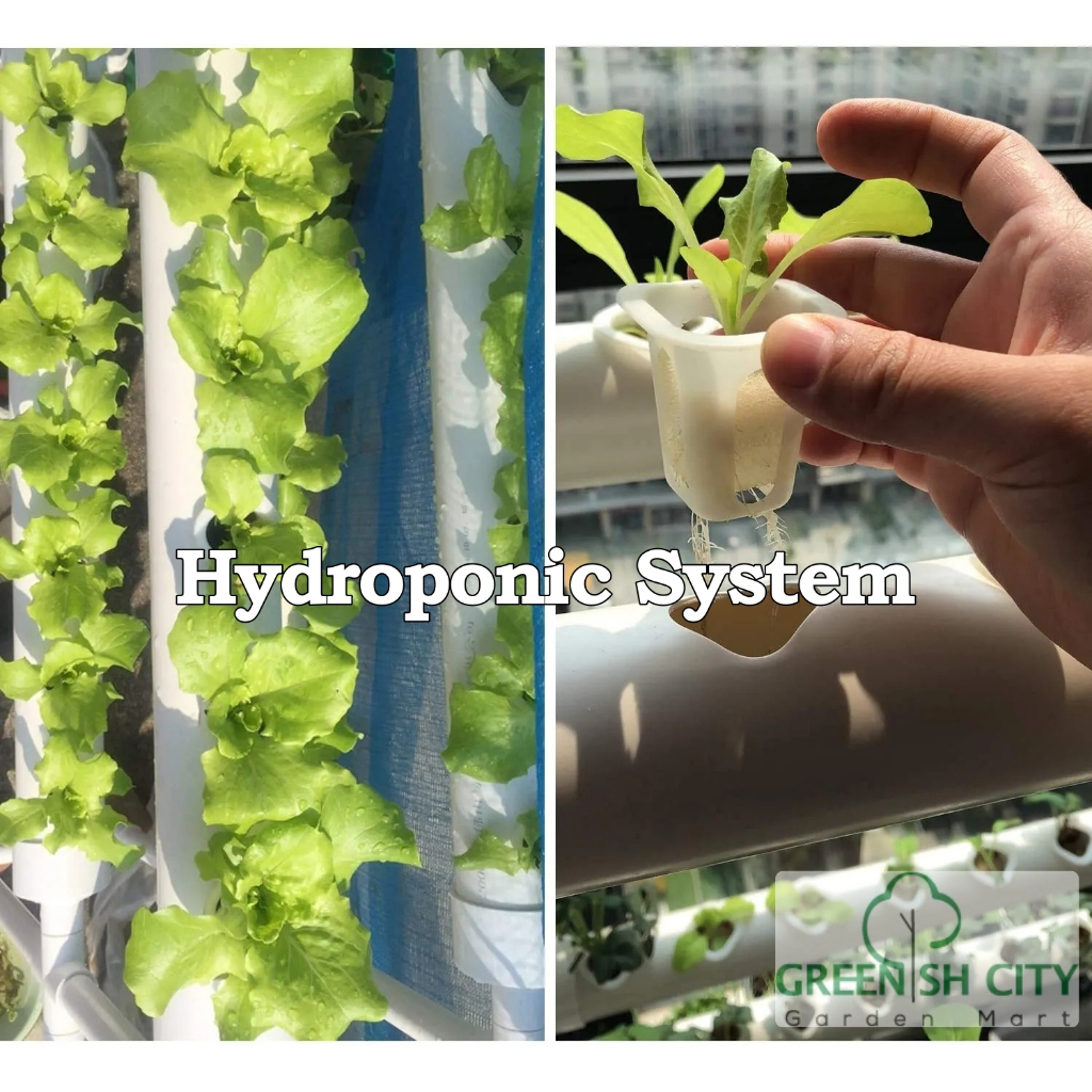 Hydroponic System Hydroponics Farming System Hidroponik Set DIY Home ...