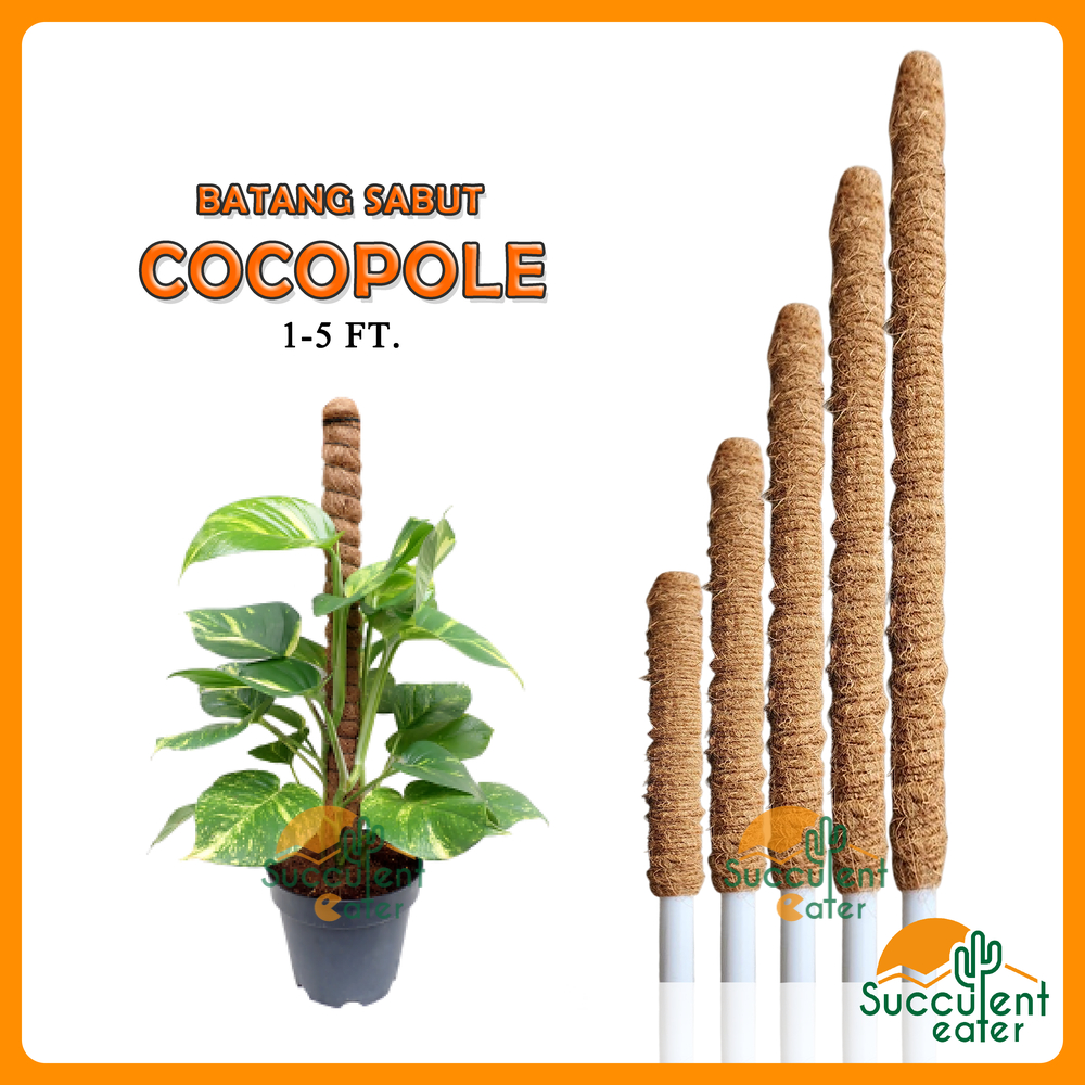 Cocopole Stick Coco Pole Batang Sabut Kelapa for Climbing Plant 植物攀藤柱 ...