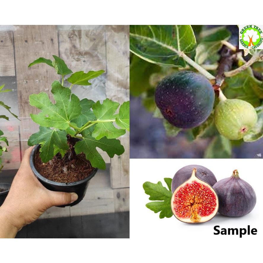 Fruit Tree - Iragi Fig Fruit Tree (pokok ada buah) / Black Jack Fig ...