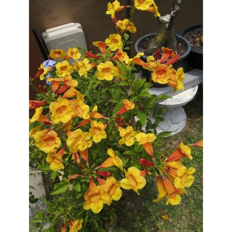 Tecoma kuning oren pokok hidup | Shopee Malaysia