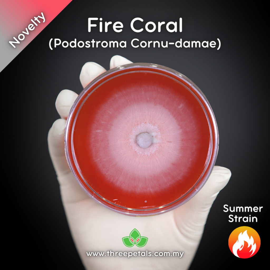 Fire Coral Podostroma Cornu Damae Live Mycelium Mushroom Culture Spawn Seed Shopee Malaysia