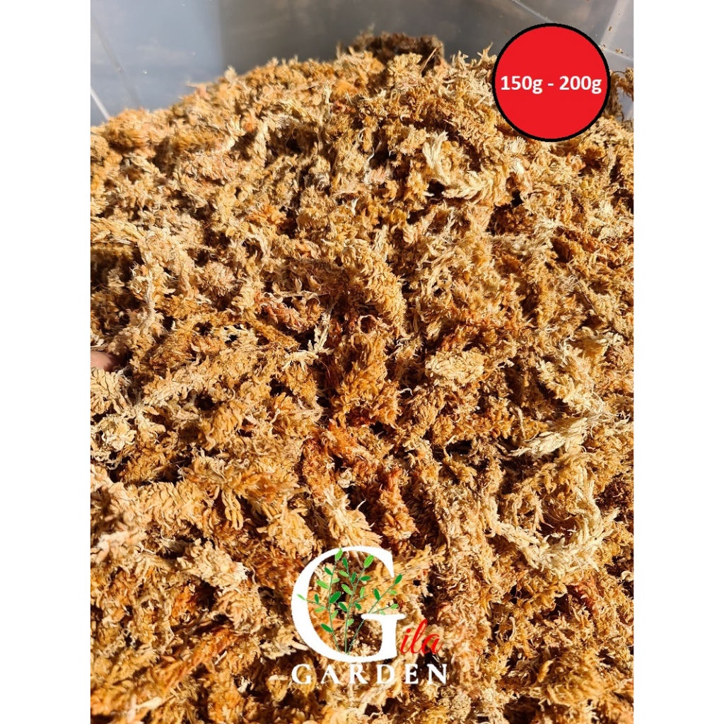 Sphagnum Moss Chilean 5A-7A Long Fibre (1.5+ Litre) Lumut Sphagnum yang ...