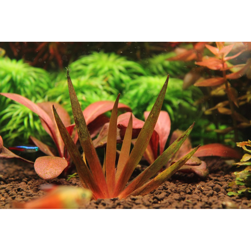 Xyris "Red" Rare Aquatic Plant 1 Stem Submerged/ Aquascape/ Stem Plant ...