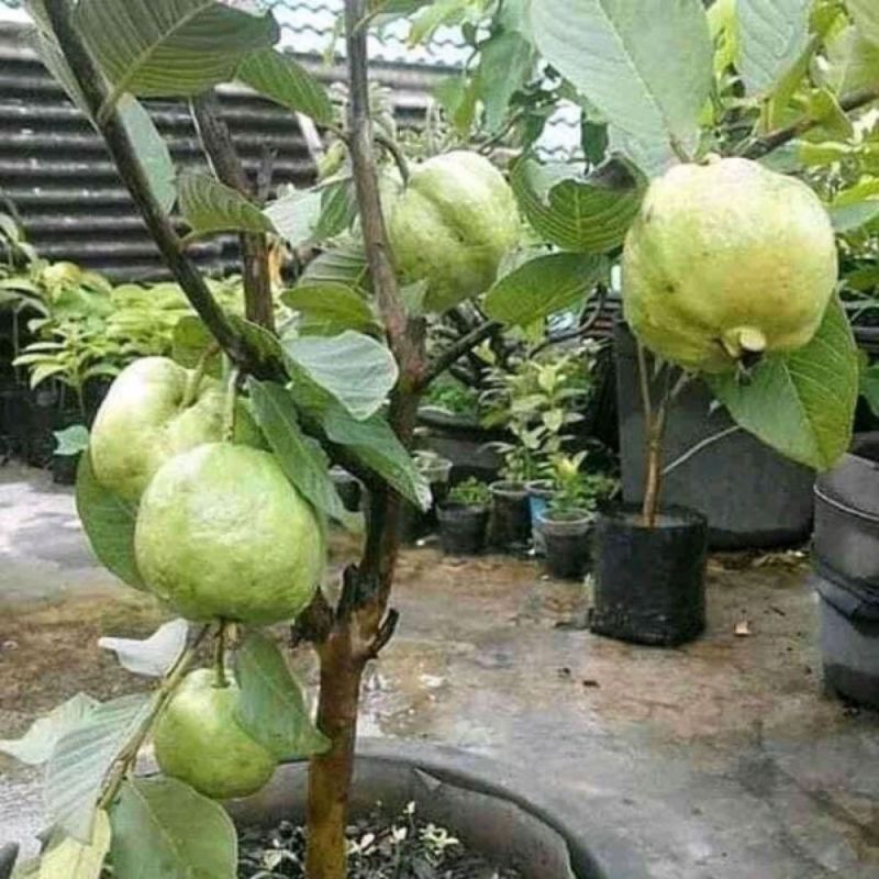 Anak Pokok Jambu Batu Berbiji/Tanpa Biji Cepat Berbunga/Jambu Lohan ...