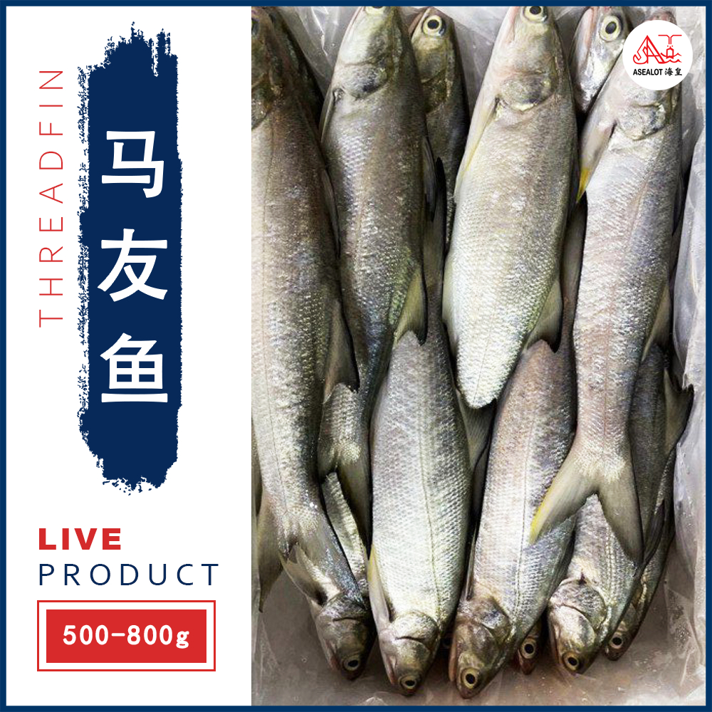 Threadfin | Senangin | 马友鱼 (500gm-900gm±) | Shopee Malaysia