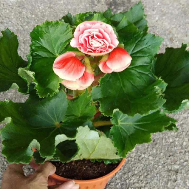 Asam Batu Bunga Pink Rose ( Rose flower of begonia ) | Shopee Malaysia
