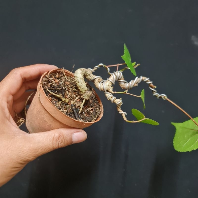 bonsai material bebaru taiwan | Shopee Malaysia